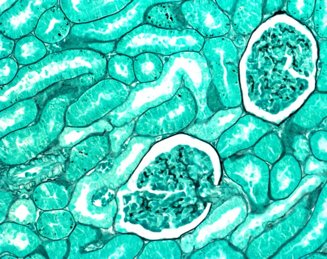 MilliporeSigma Entellan New; For Microscopy:Histology and Cytology ...